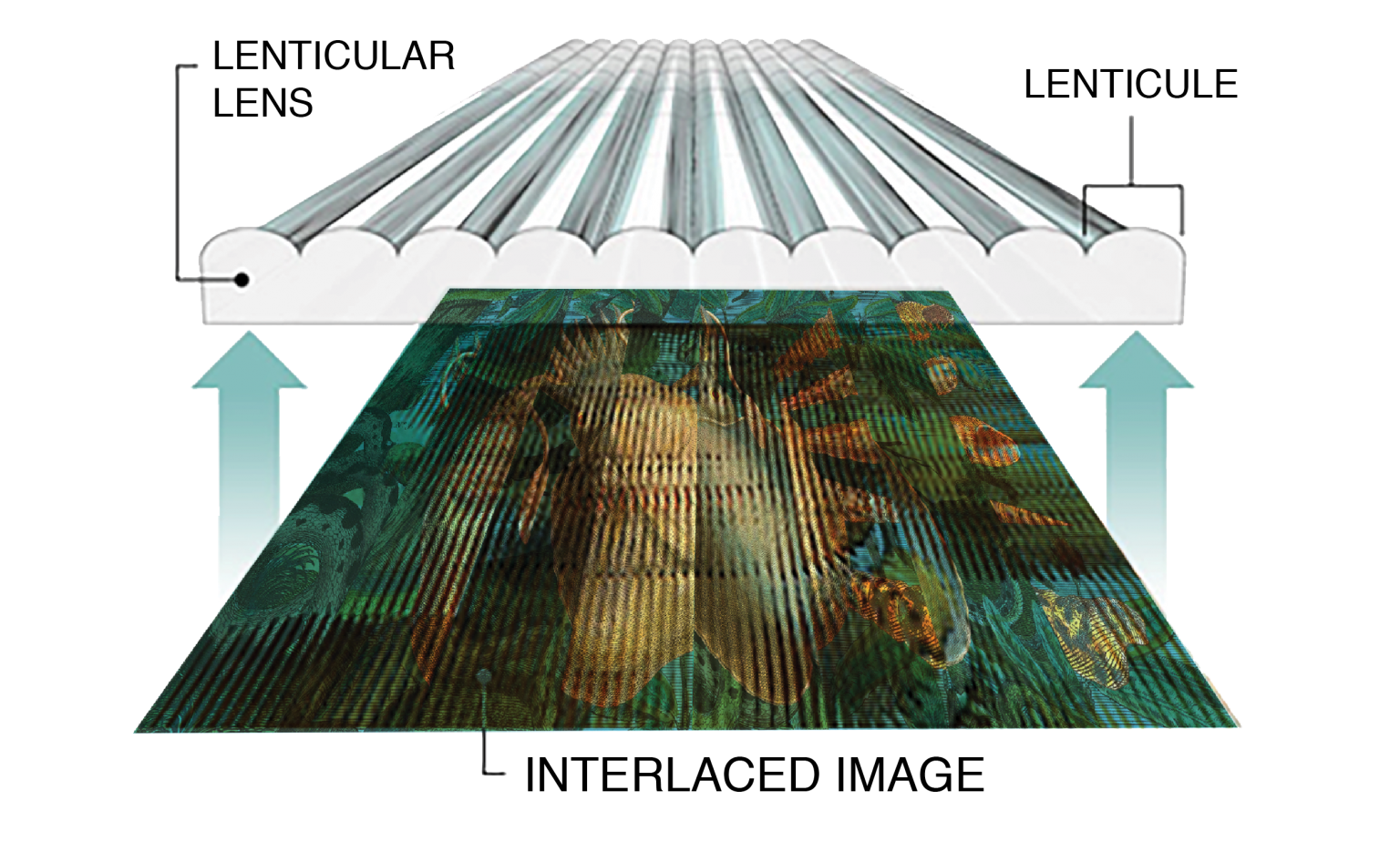 Did That Graphic Just Change? - Smithsonian Exhibits